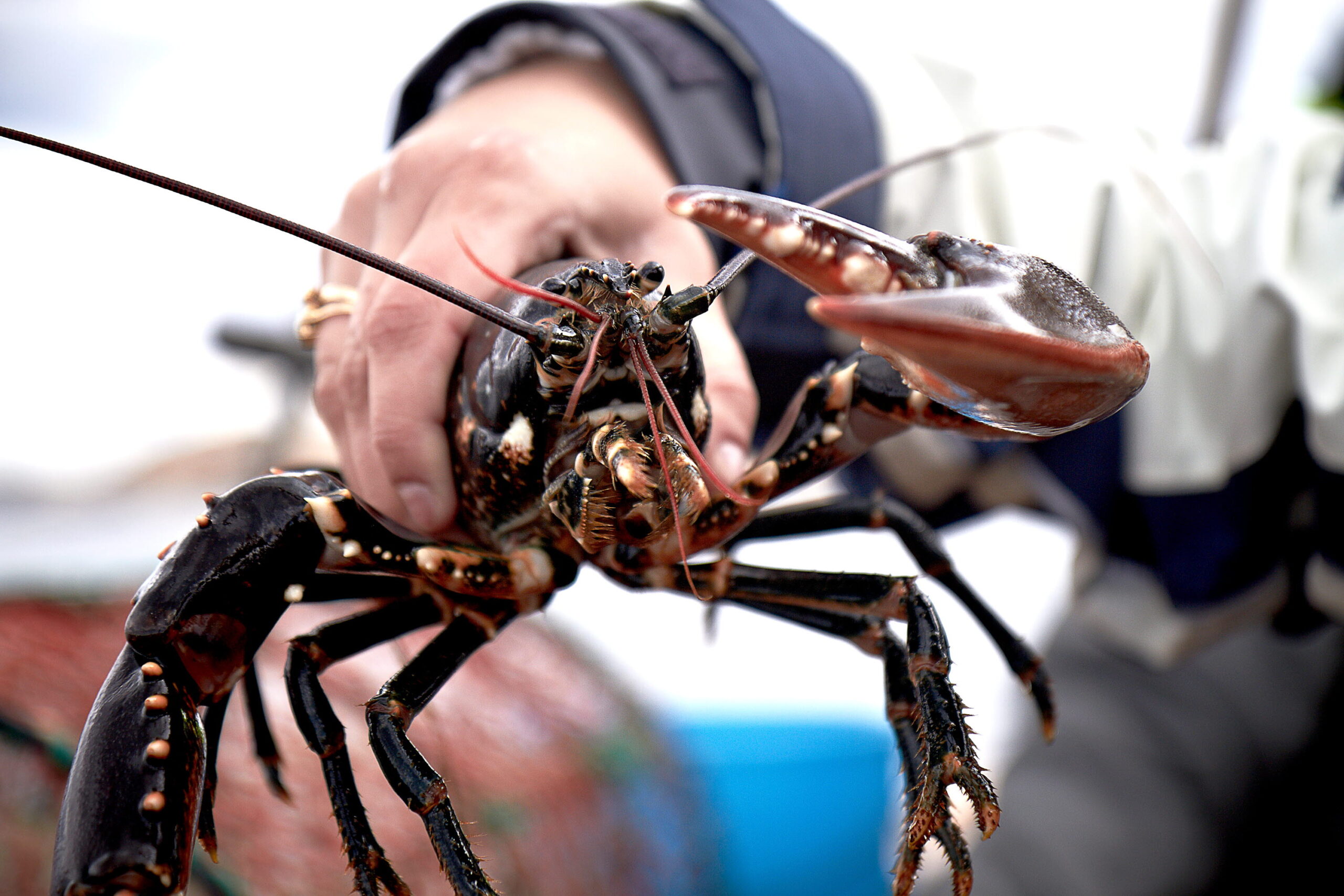 Nu lever hummern farligt - Turist